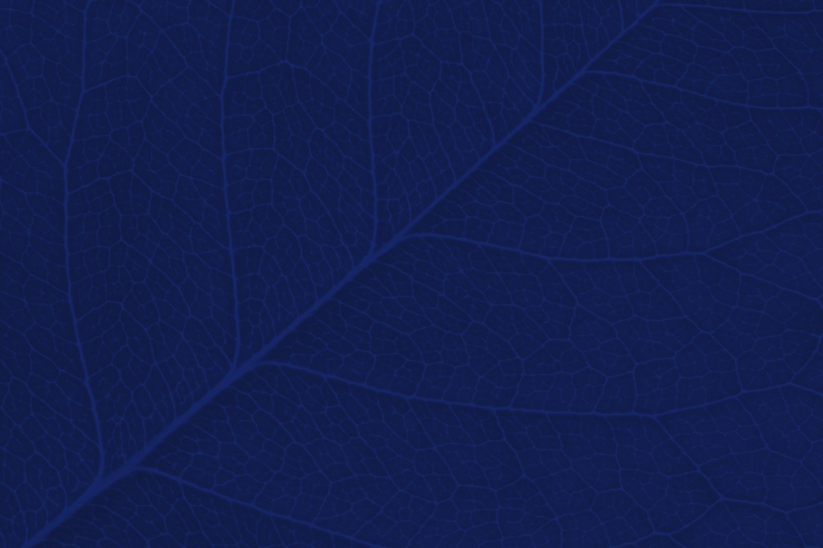 IREB – The home of Requirements Engineering – Digitalagentur helllicht